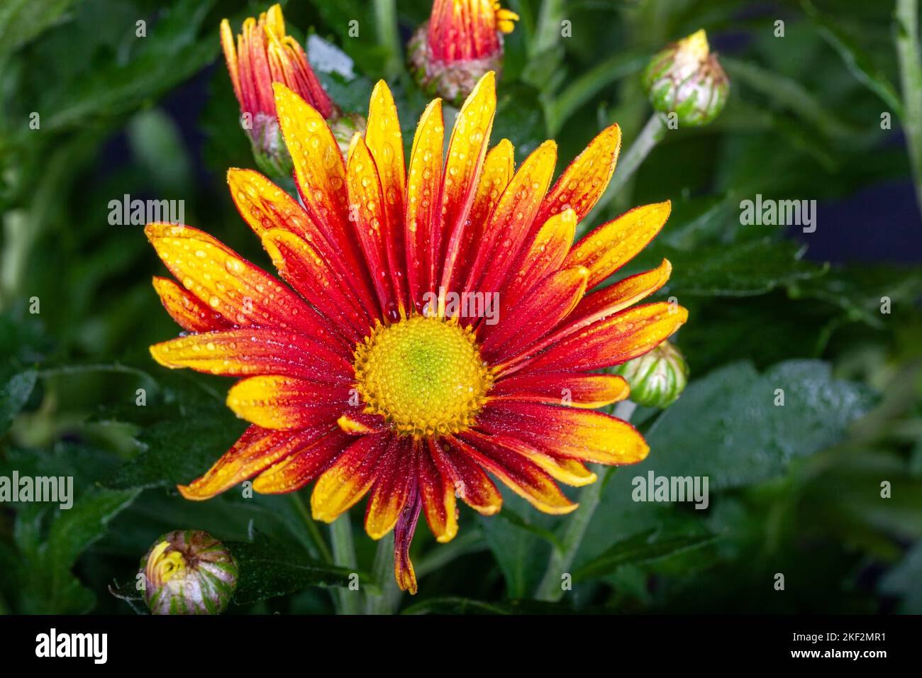 They produce large, daisy-like composite flowerheads in brilliant ...