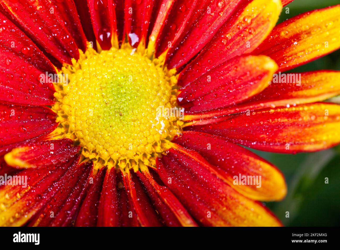 They produce large, daisy-like composite flowerheads in brilliant ...