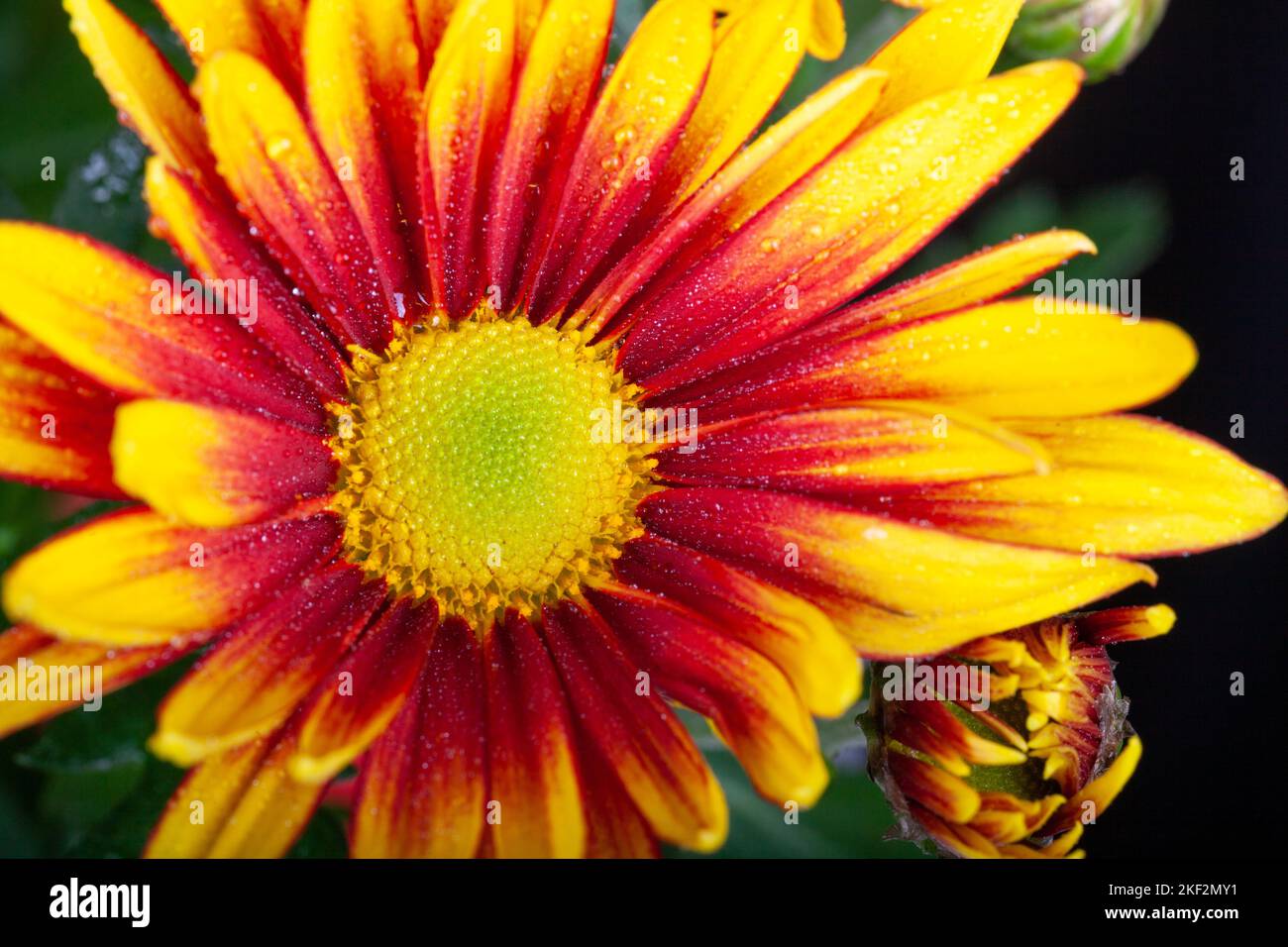They produce large, daisy-like composite flowerheads in brilliant ...