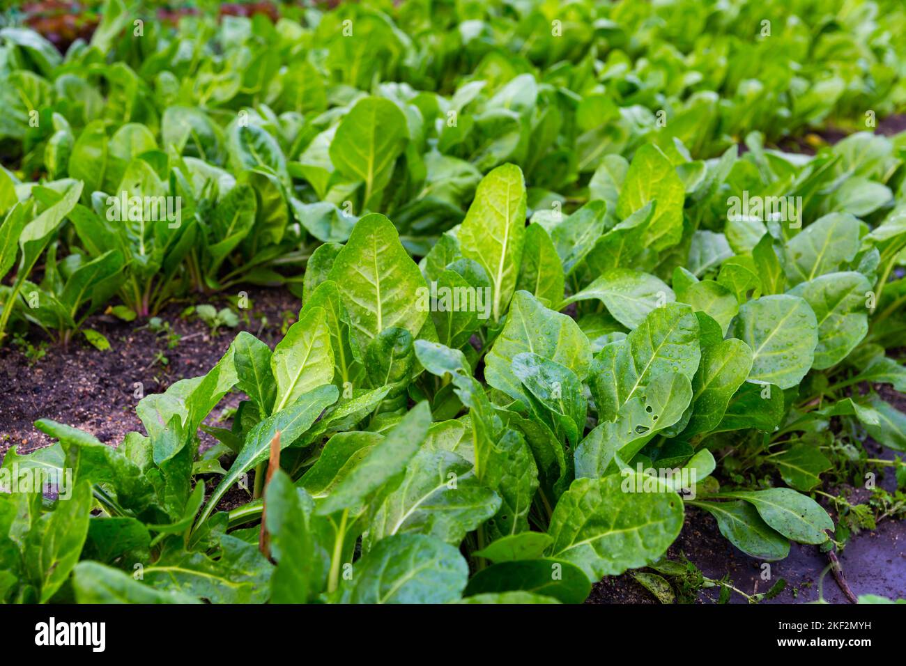 Rows of ripe chard in greenhouse Stock Photo - Alamy