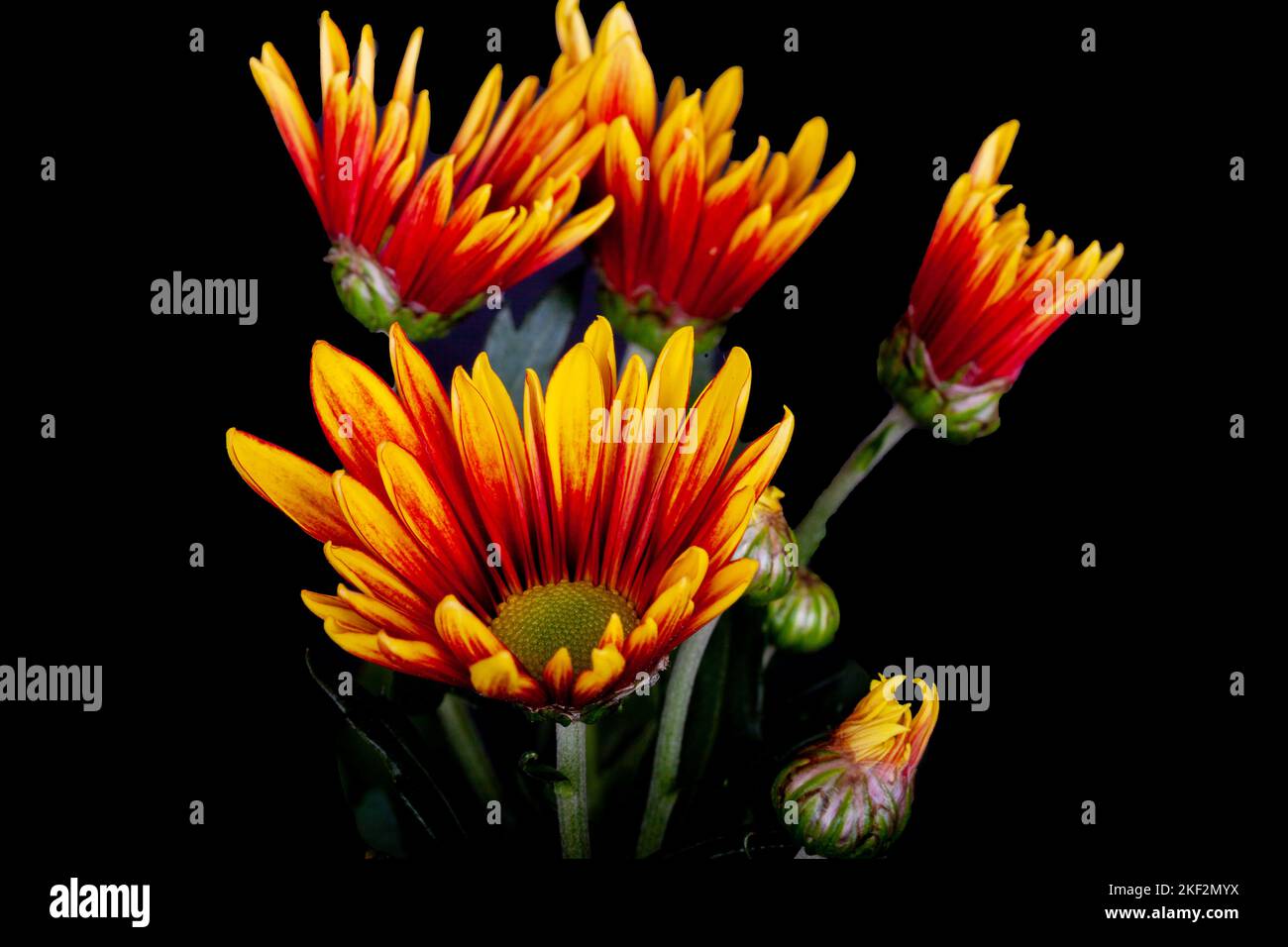 Composite family of flowering plants hi-res stock photography and ...