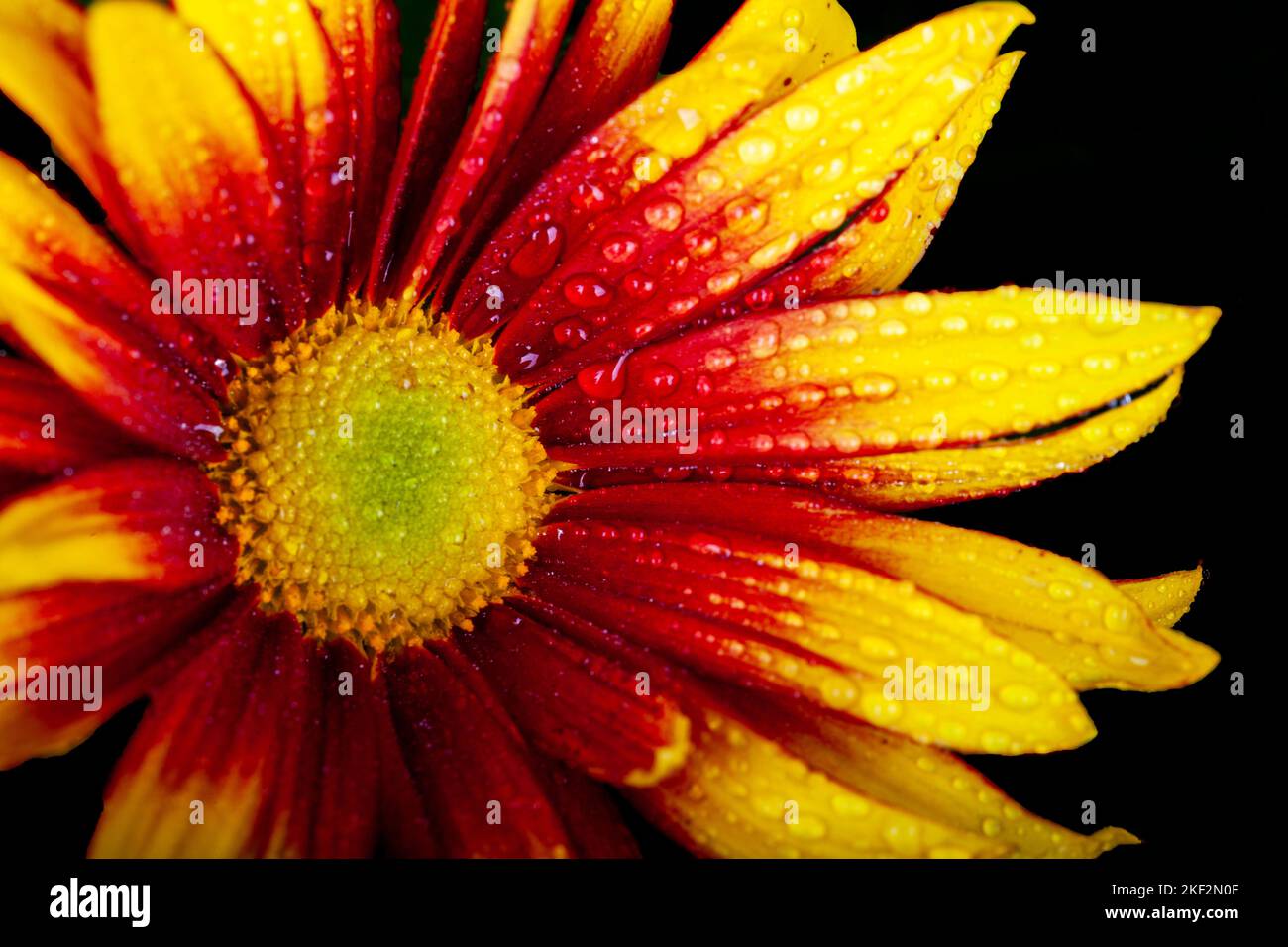 Composite family of flowering plants hi-res stock photography and ...