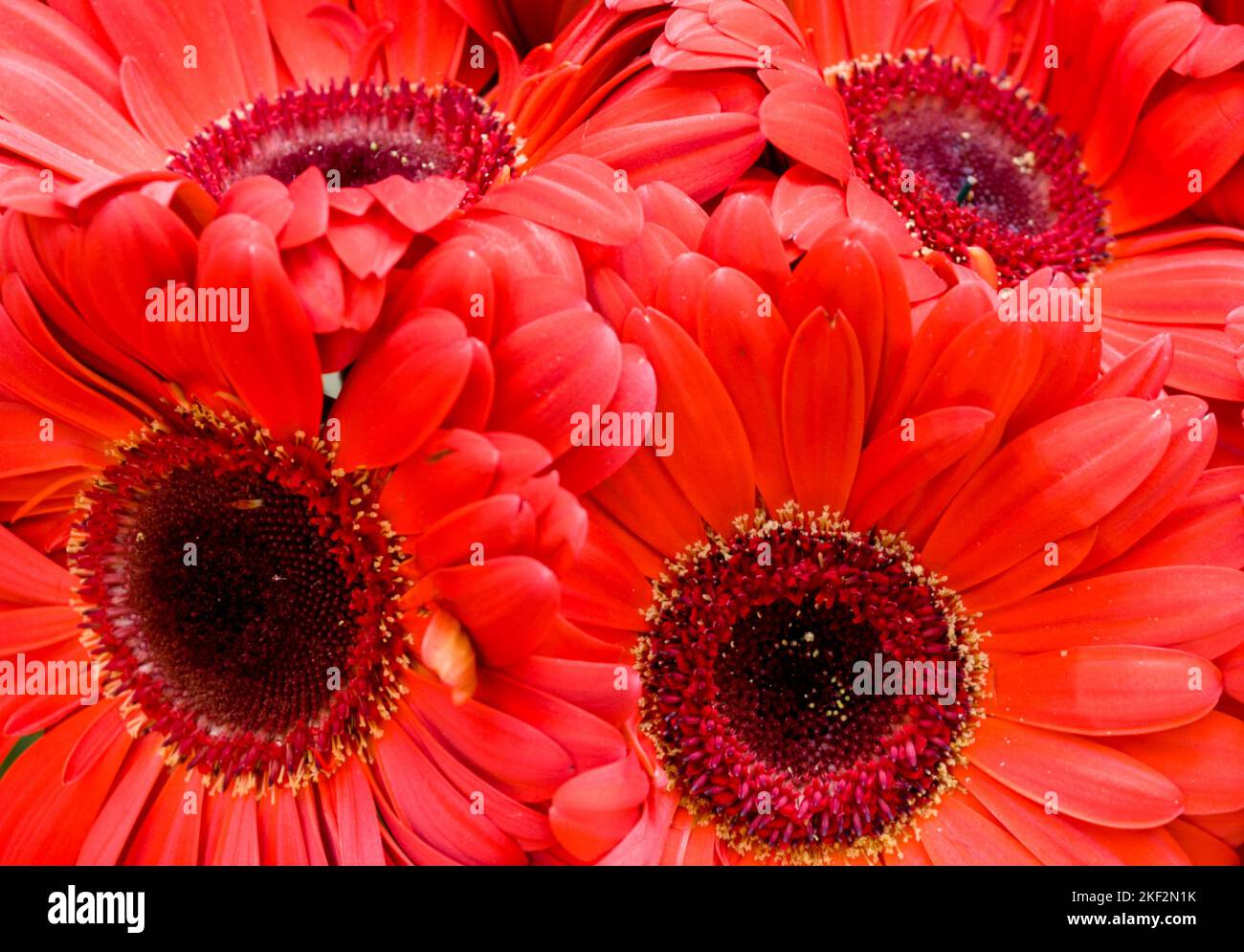 Gerbera species are tufted, caulescent, perennial herbs, often with ...
