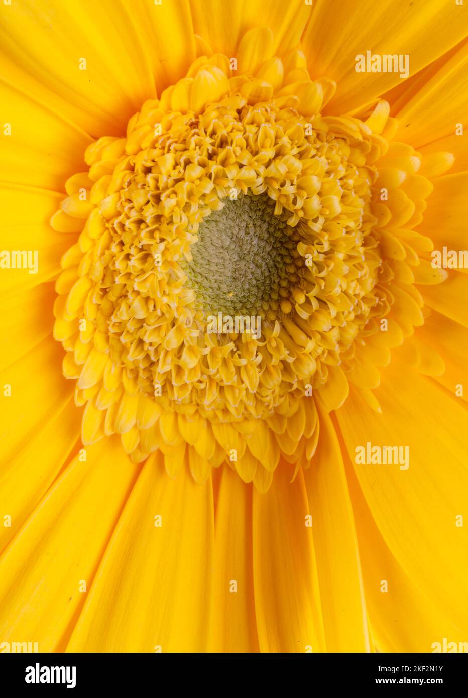 Gerbera species are tufted, caulescent, perennial herbs, often with ...