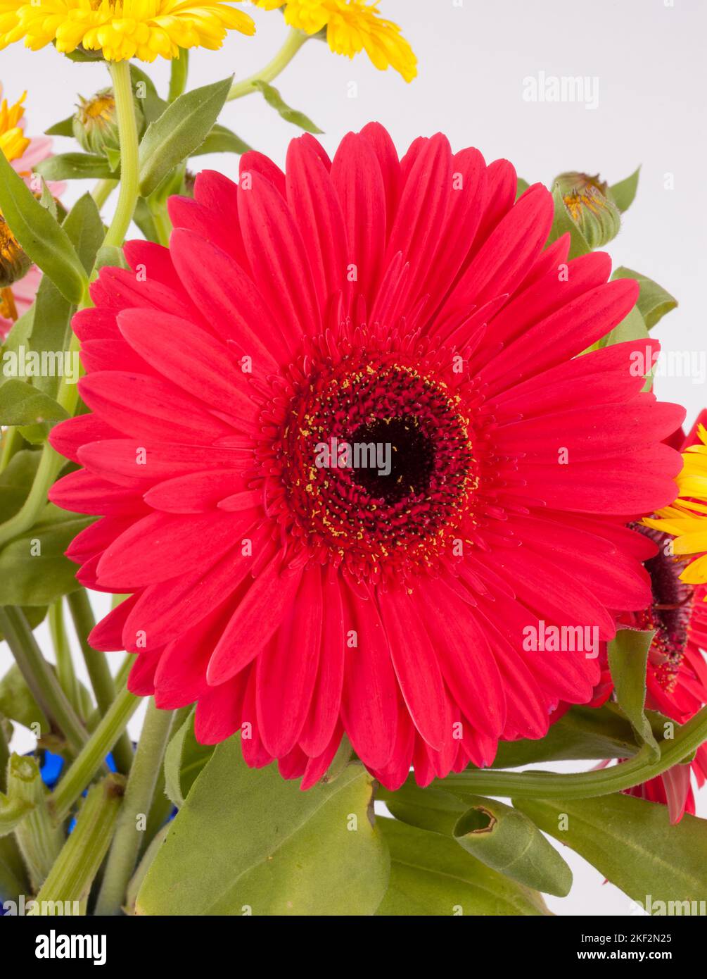 Gerbera species are tufted, caulescent, perennial herbs, often with ...