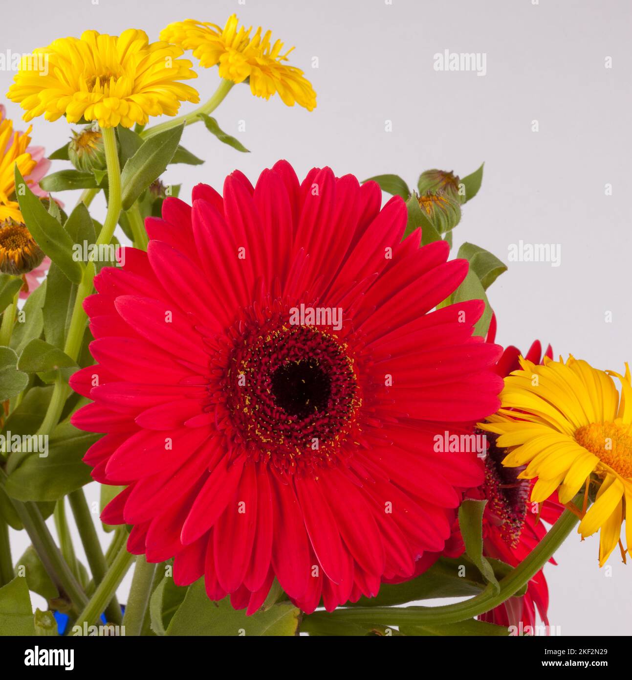 Gerbera species are tufted, caulescent, perennial herbs, often with ...