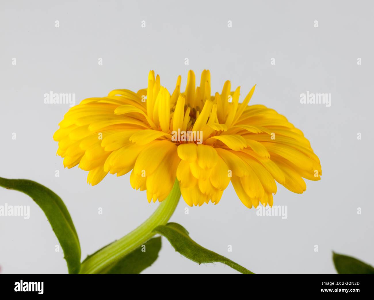 Gerbera species are tufted, caulescent, perennial herbs, often with ...