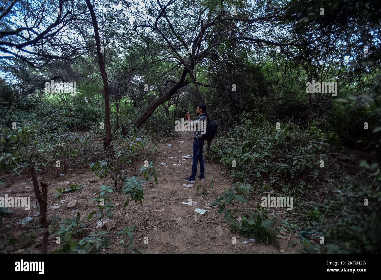 NEW DELHI, INDIA – NOVEMBER 15: A view of a forest where Aftab Amin ...