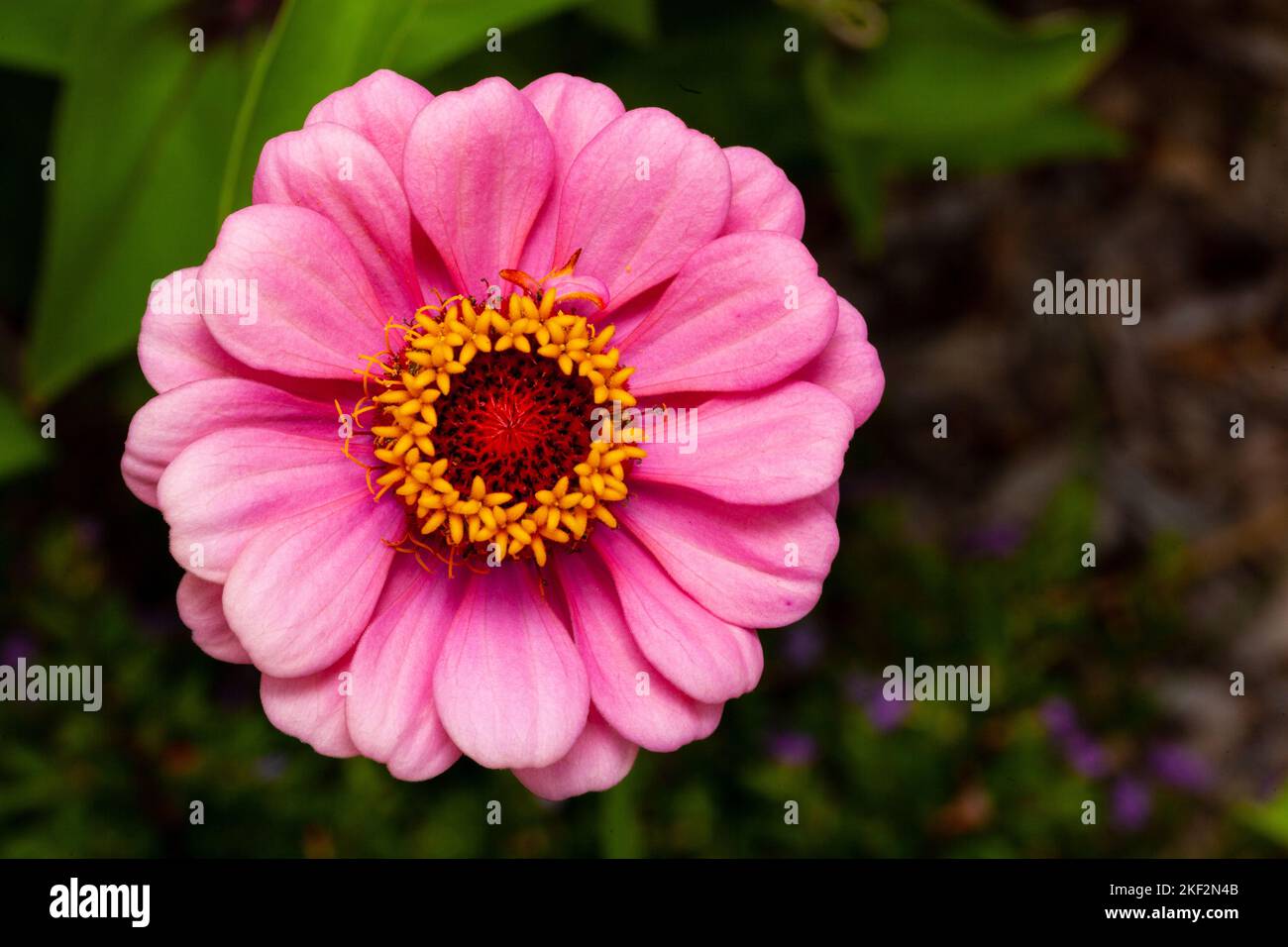 Gerbera species are tufted, caulescent, perennial herbs, often with ...
