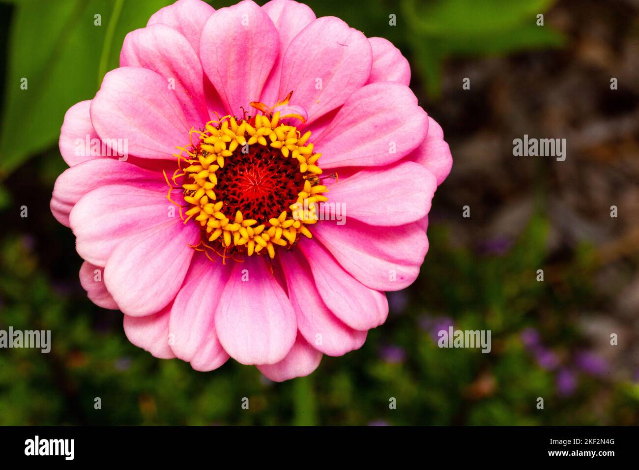Gerbera species are tufted, caulescent, perennial herbs, often with ...