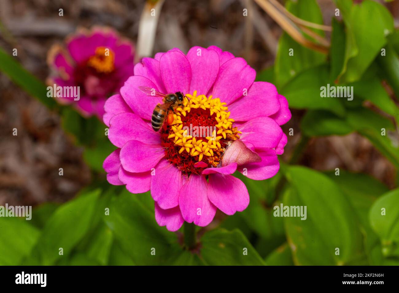 Gerbera species are tufted, caulescent, perennial herbs, often with ...