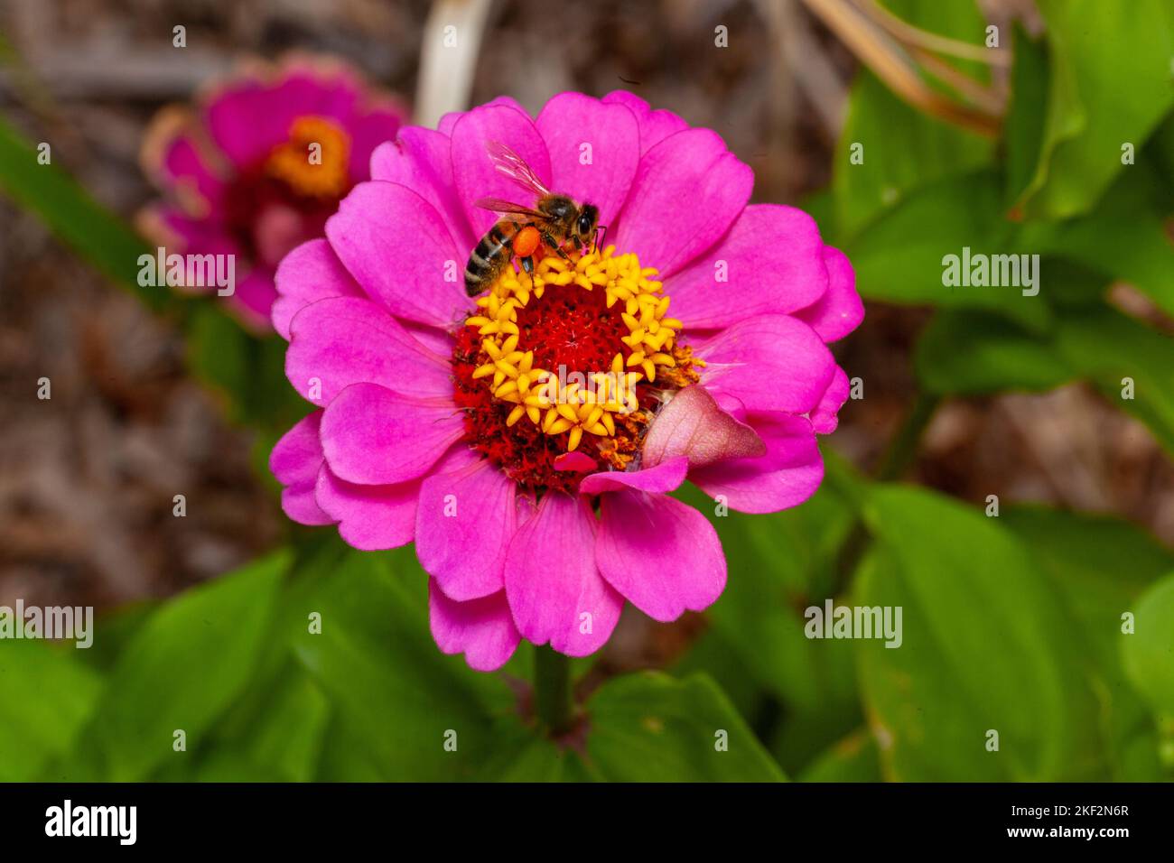 Gerbera species are tufted, caulescent, perennial herbs, often with ...