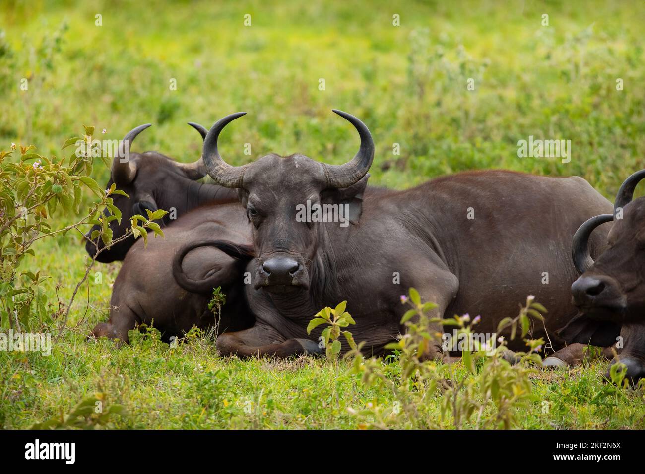 a herd of African black buffaloes in a natural environment, in a ...