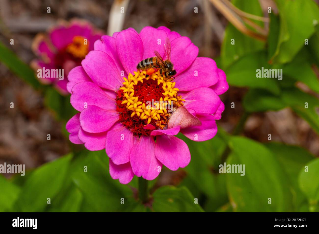 Gerbera species are tufted, caulescent, perennial herbs, often with ...