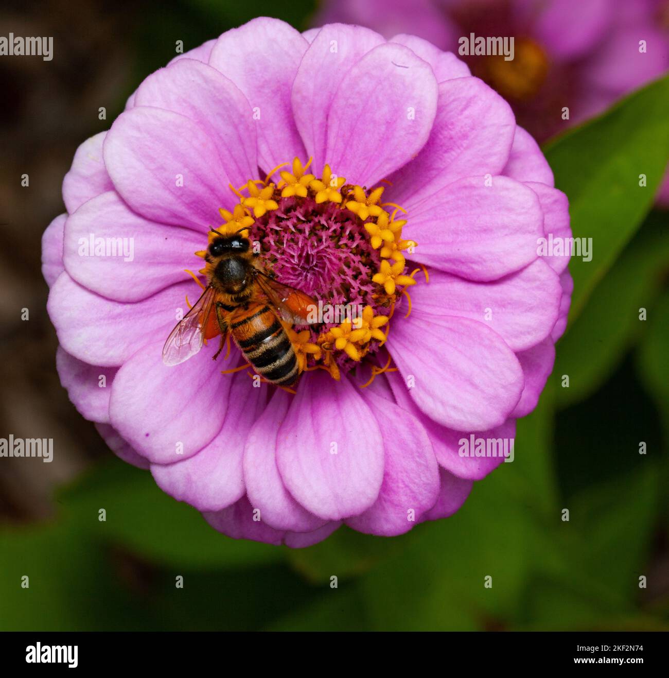 Gerbera species are tufted, caulescent, perennial herbs, often with ...