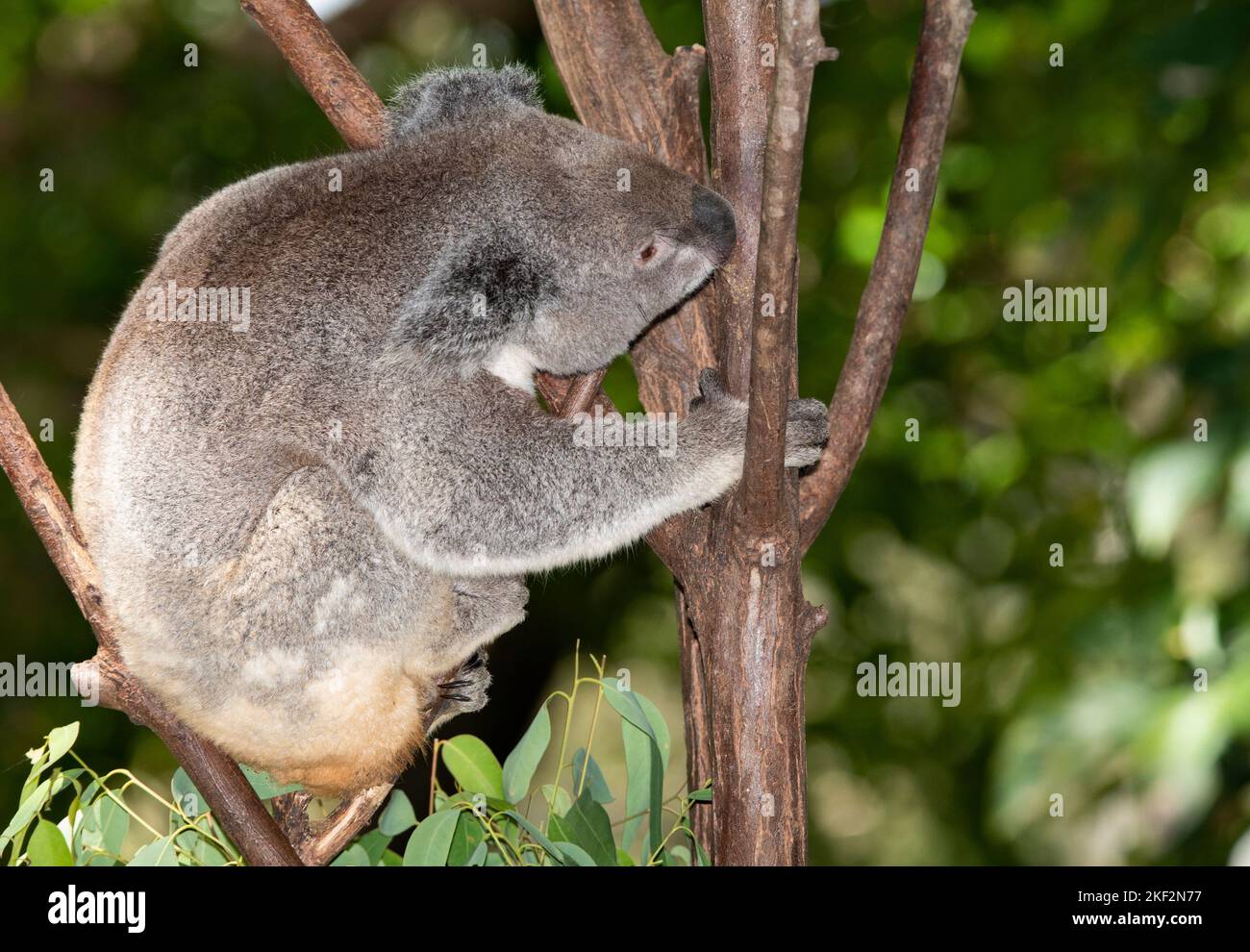 the koala bear is unique to Australia and eats only leaves of certain ...