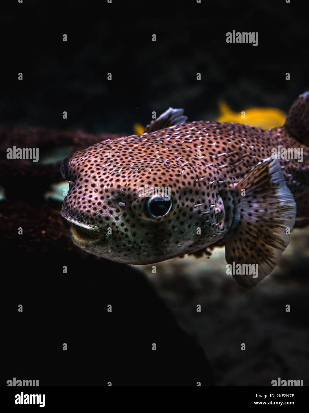 A deflated Spot-fin porcupinefish (Diodon hystrix) swimming in the ...