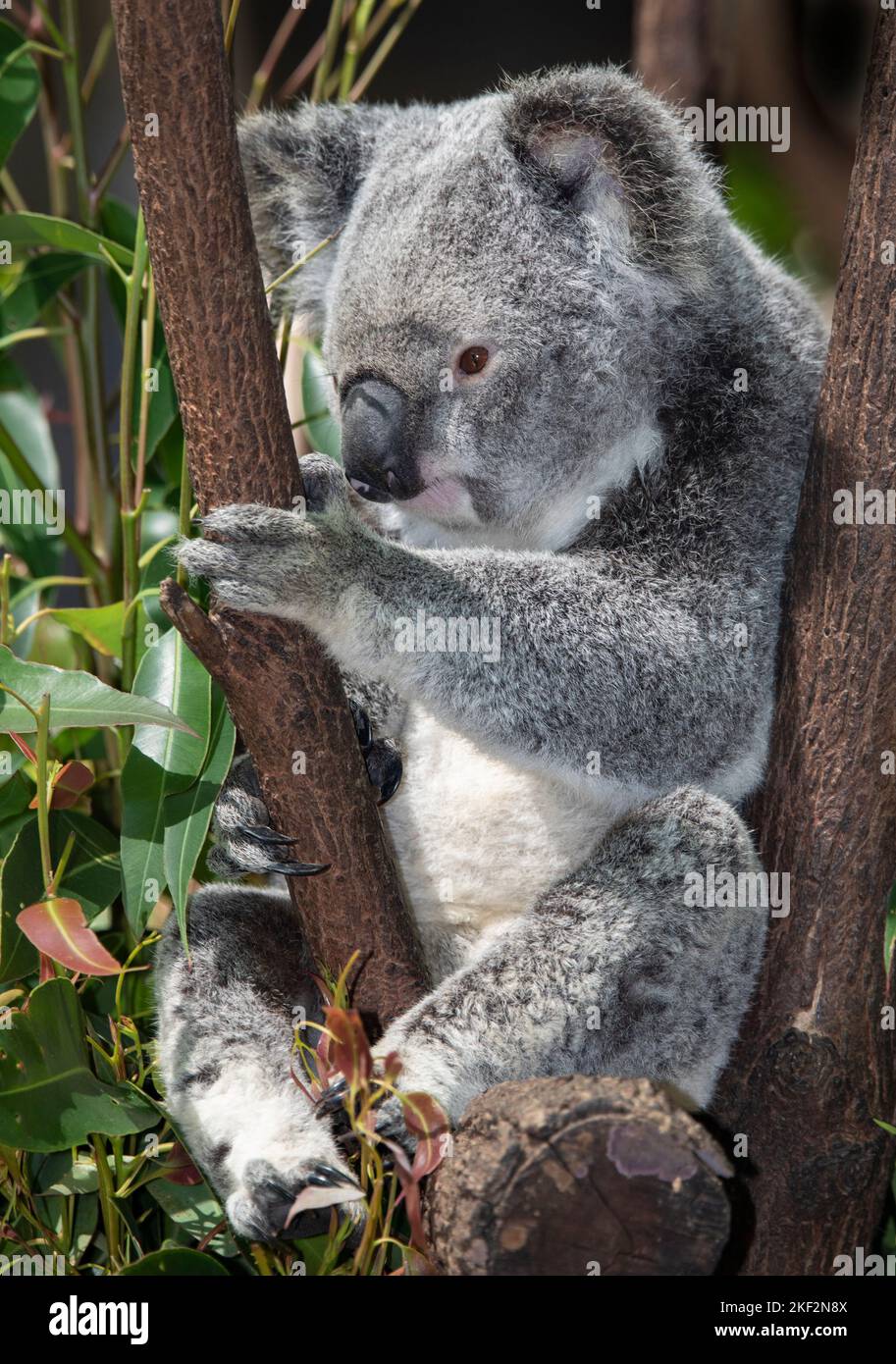 the koala bear is unique to Australia and eats only leaves of certain ...