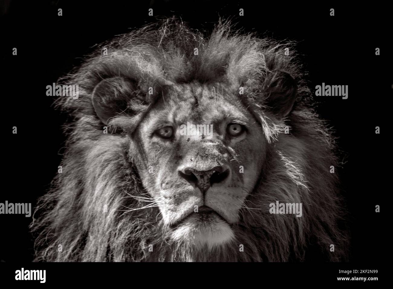 The lion is a well-muscled cat with a long body, large head, and short ...