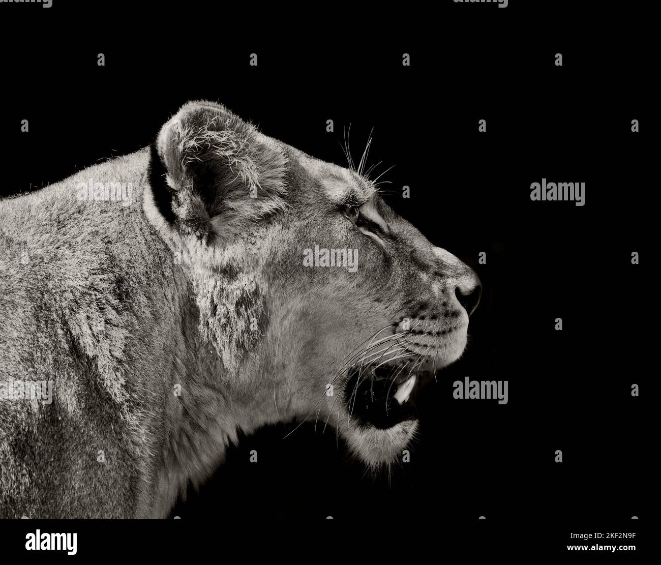 The lion is a well-muscled cat with a long body, large head, and short ...