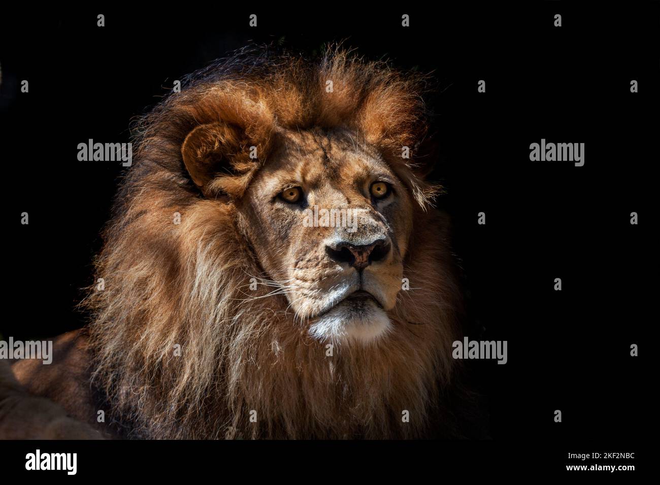 The lion is a well-muscled cat with a long body, large head, and short ...