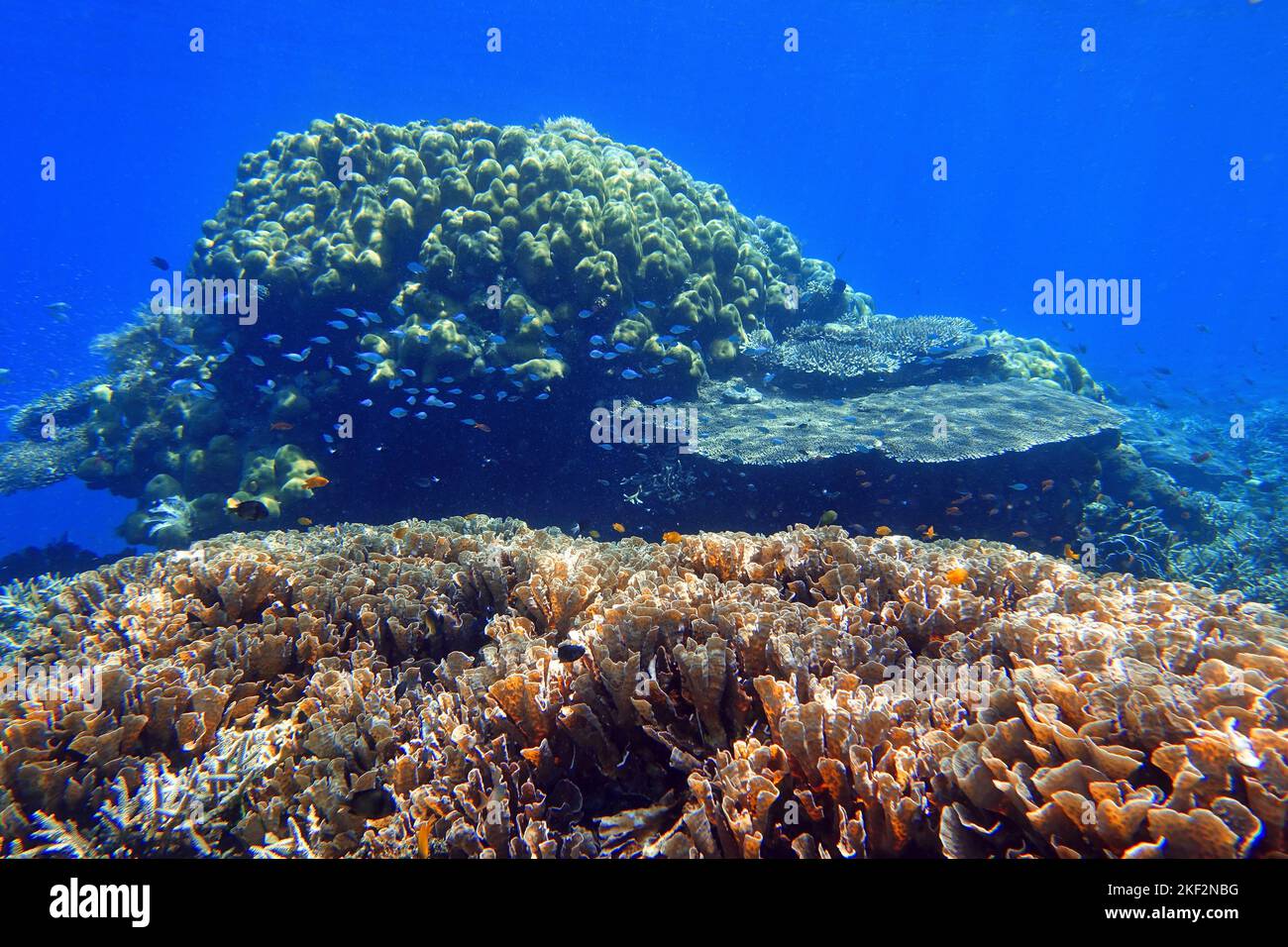 Indonesia Alor Island - Marine life coral reef with tropical fish Stock ...