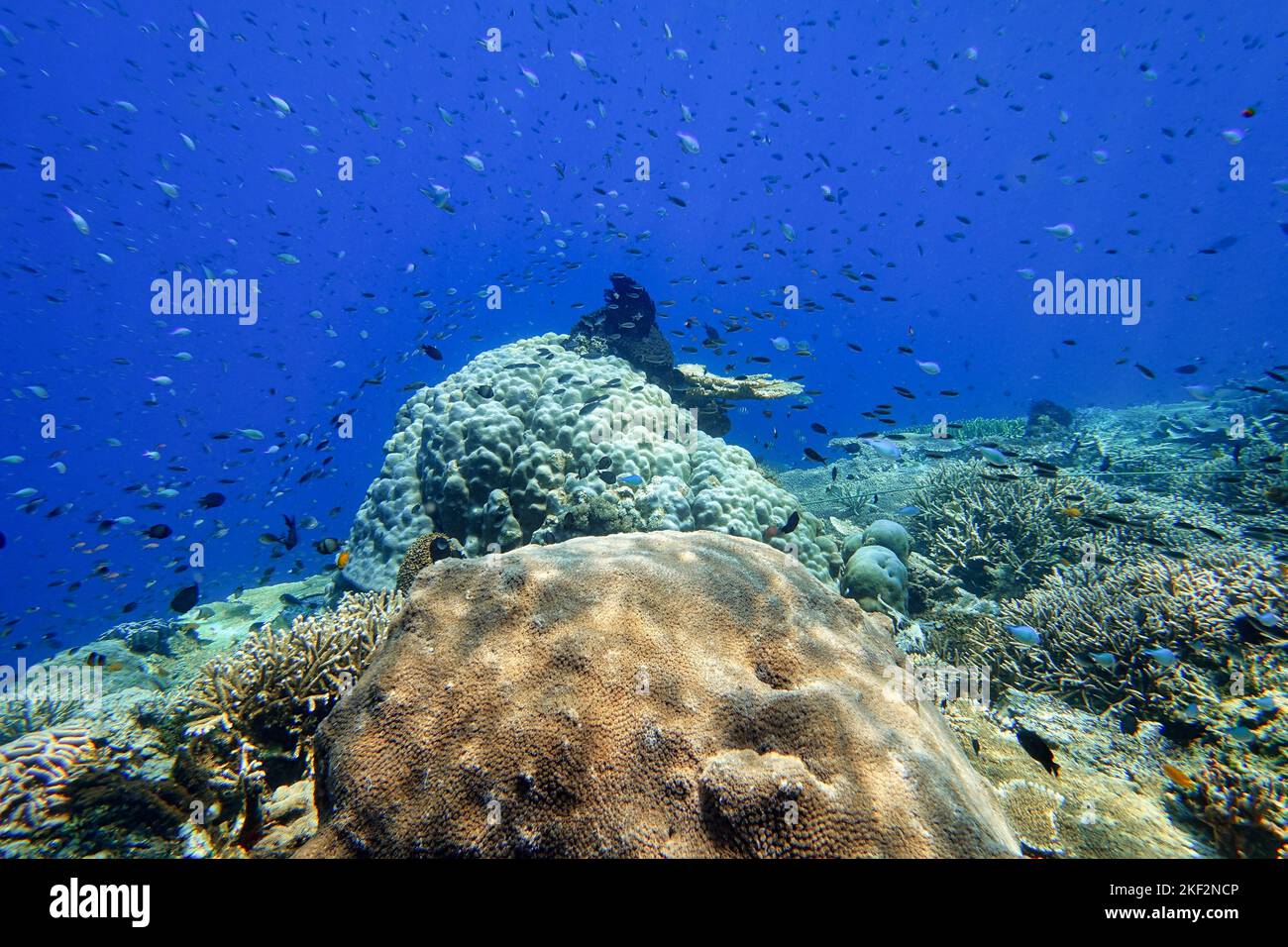 Indonesia Alor Island - Marine life coral reef with tropical fish Stock ...
