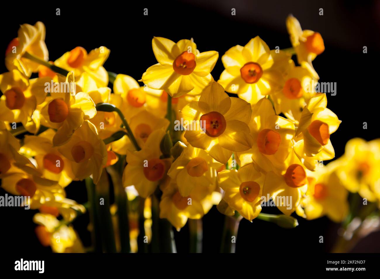 Cancer flower hi-res stock photography and images - Alamy