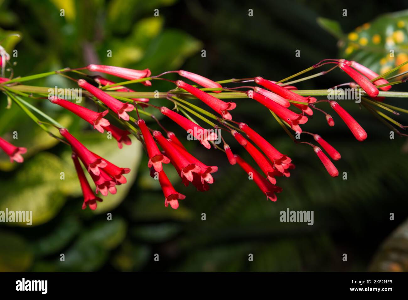 Russelia equisetiformis, the fountainbush, firecracker plant, coral ...