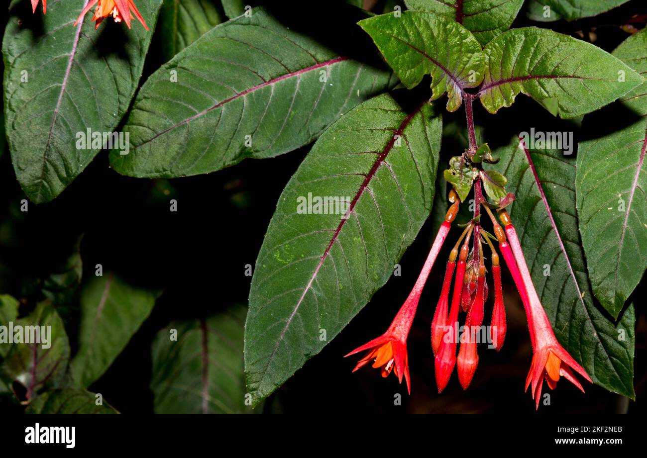 Russelia equisetiformis, the fountainbush, firecracker plant, coral ...