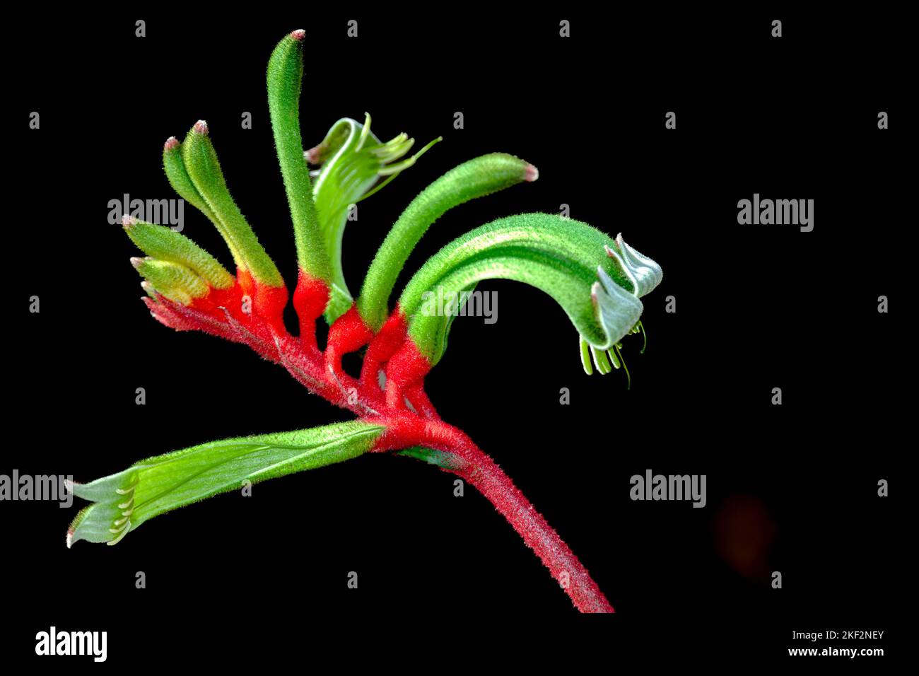 Anigozanthos manglesii, commonly known as the red-and-green kangaroo ...
