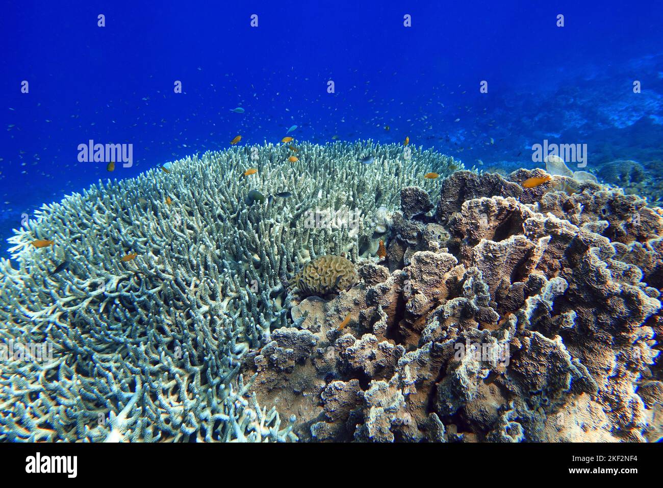Indonesia Alor Island - Marine life coral reef with tropical fish Stock ...
