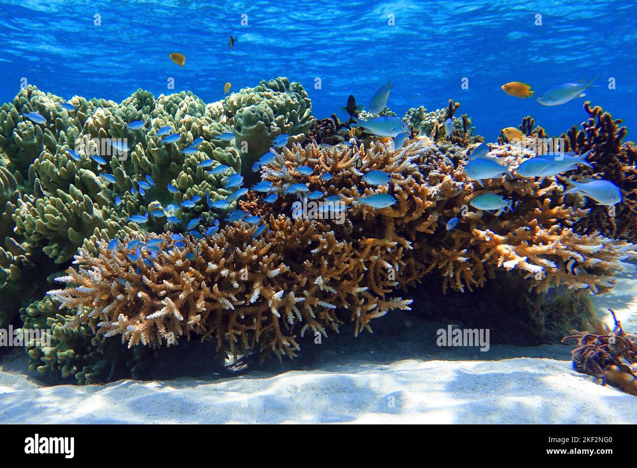 Indonesia Alor Island - Marine life coral reef with tropical fish Stock ...