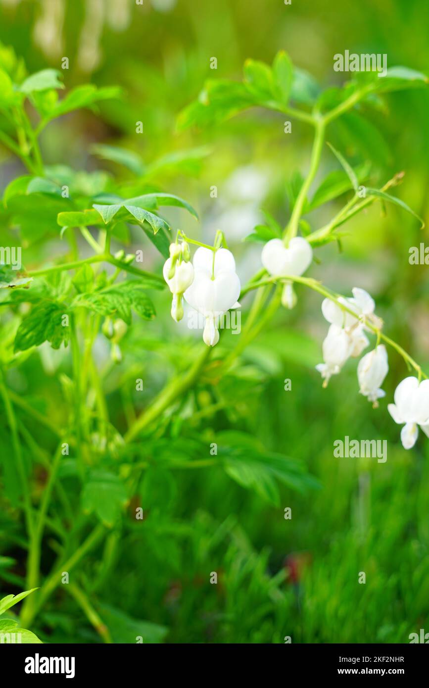 White bleeding heart flowers ( dicentra spectabilis Stock Photo - Alamy
