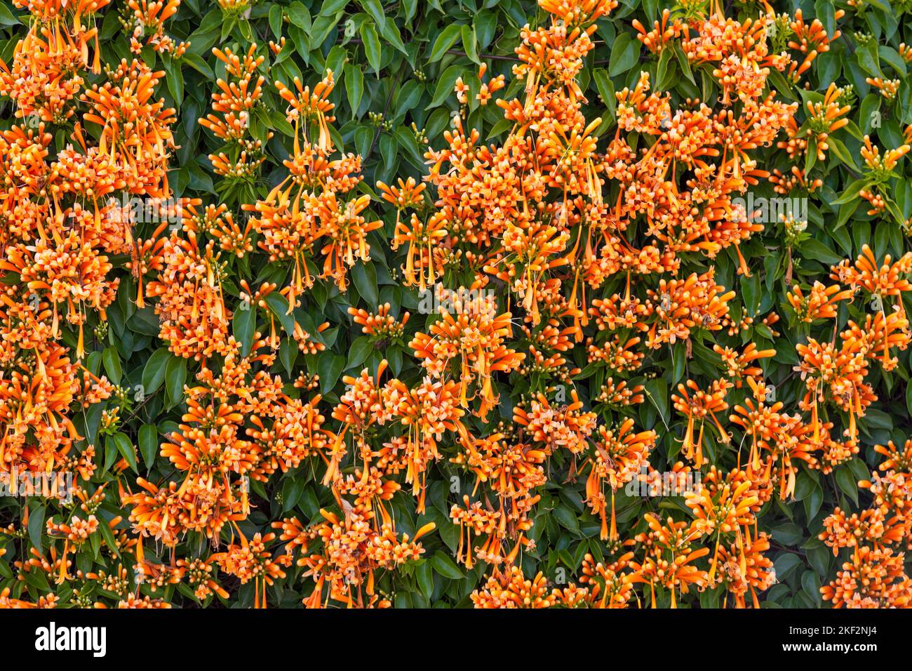 Pyrostegia venusta, also commonly known as flamevine or orange trumpet ...