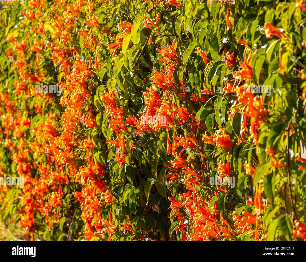 Pyrostegia venusta, also commonly known as flamevine or orange trumpet ...