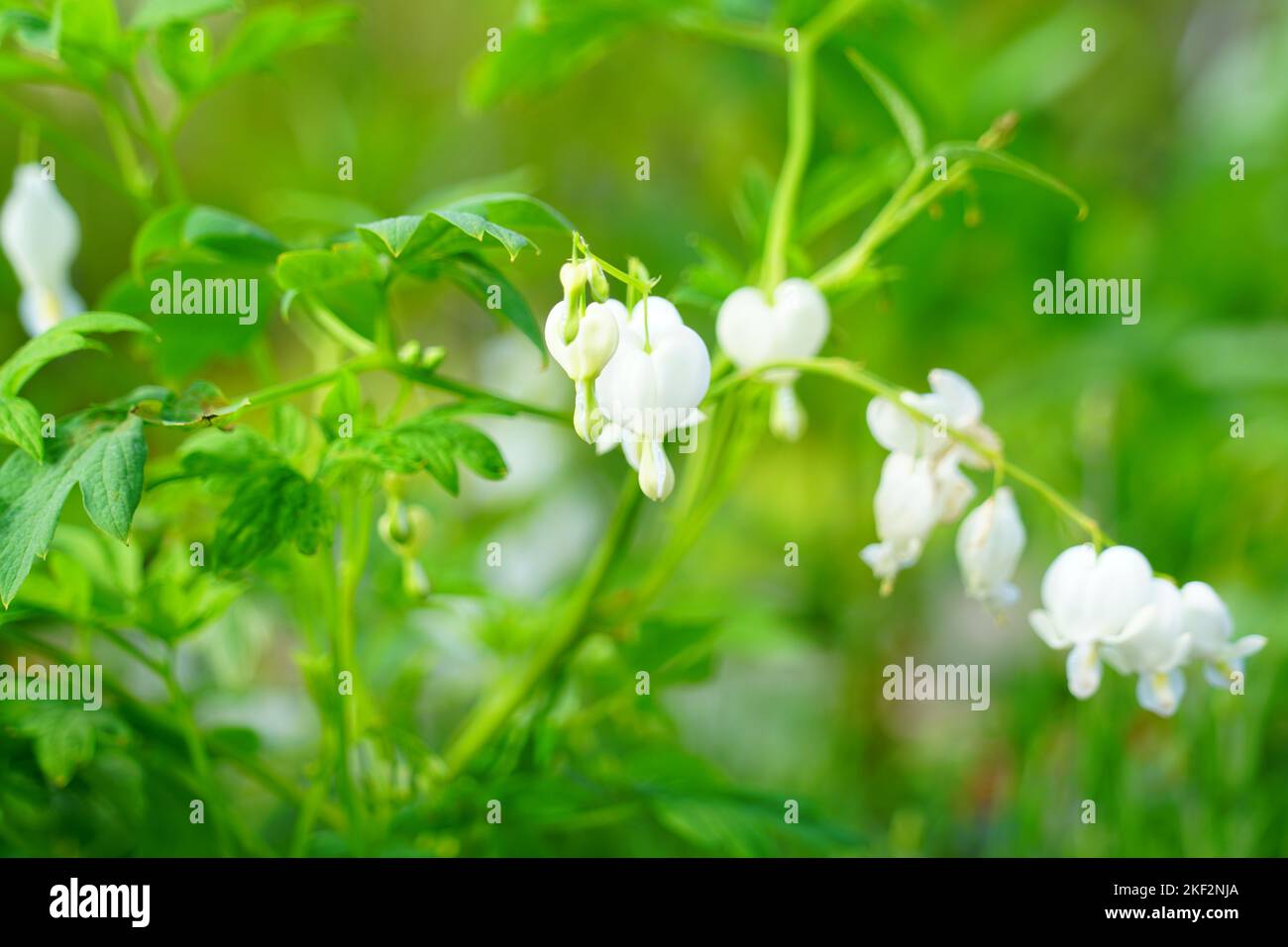 White bleeding heart flowers ( dicentra spectabilis Stock Photo - Alamy