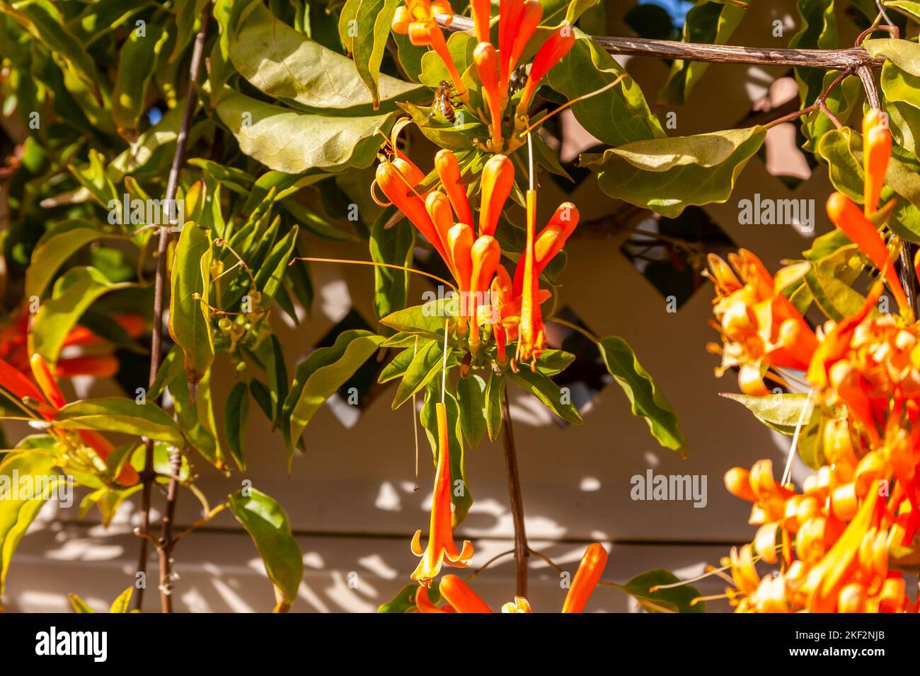 Garden hedge flower trellis hi-res stock photography and images - Alamy