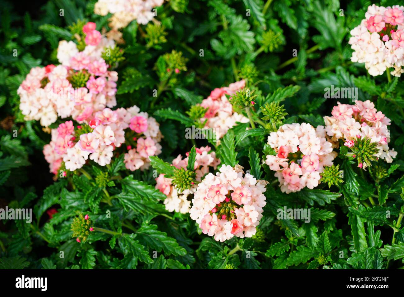 Orange verbena flower growing in the garden Stock Photo - Alamy