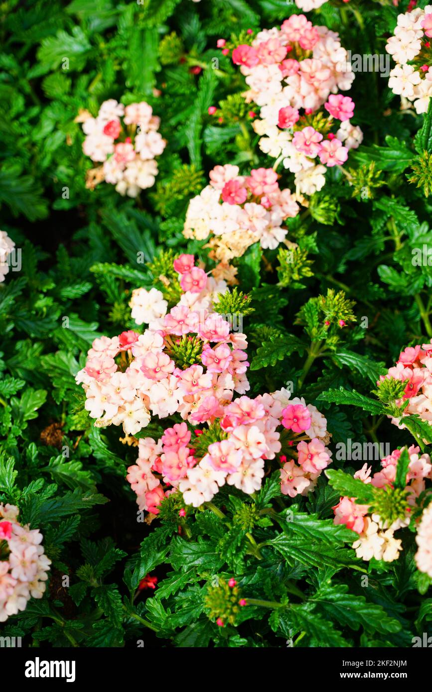 Orange verbena flower growing in the garden Stock Photo - Alamy