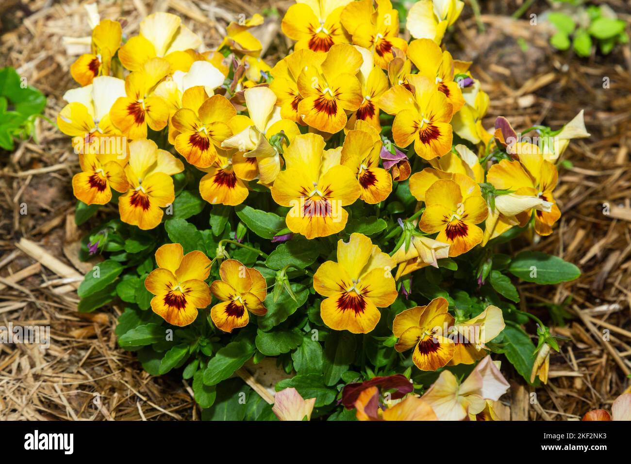 The garden pansy is a type of large-flowered hybrid plant cultivated as ...