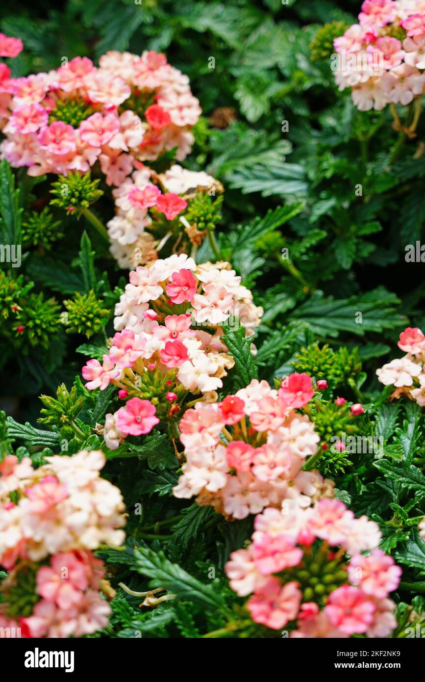 Orange verbena flower growing in the garden Stock Photo - Alamy
