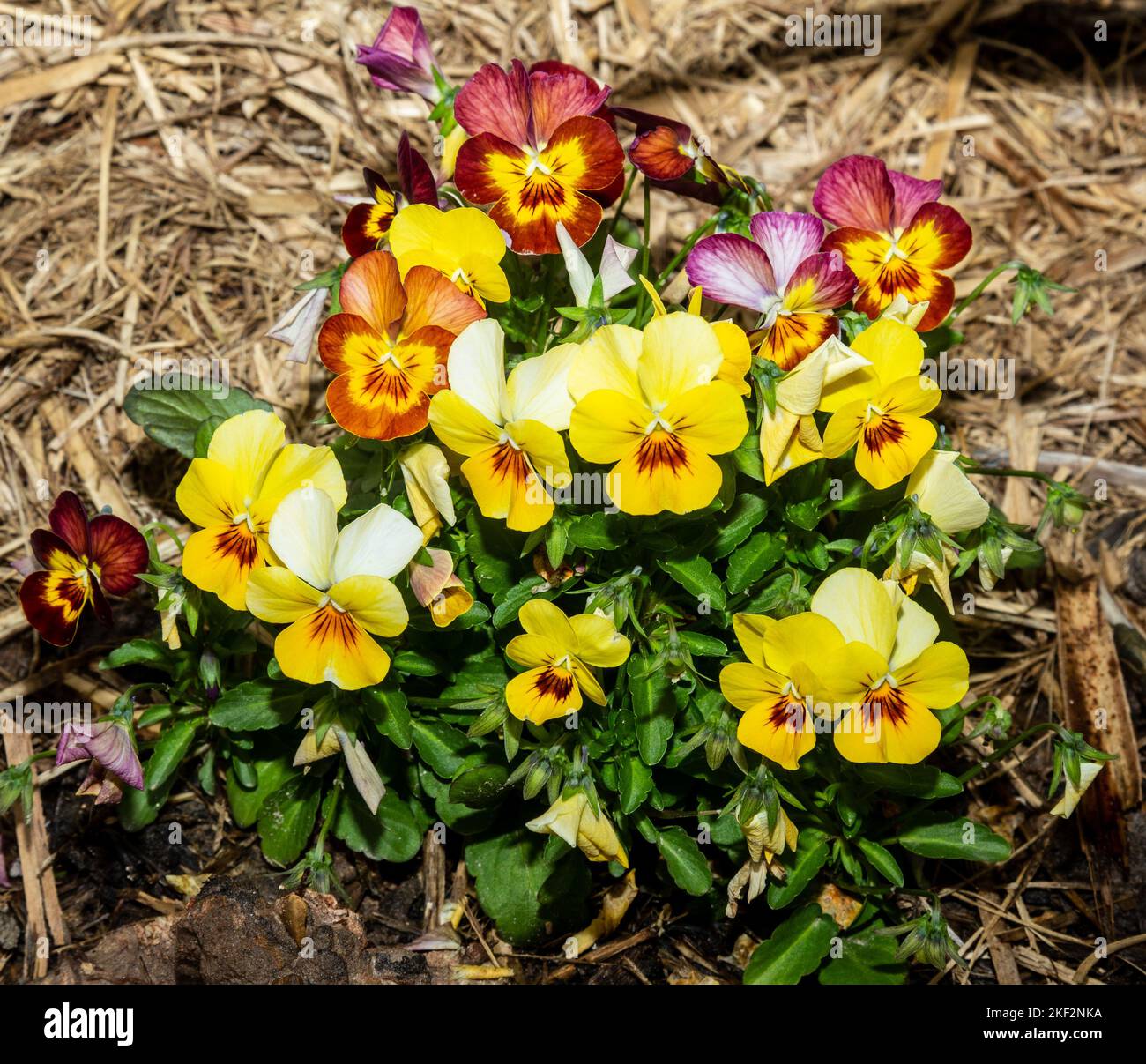 The garden pansy is a type of large-flowered hybrid plant cultivated as ...