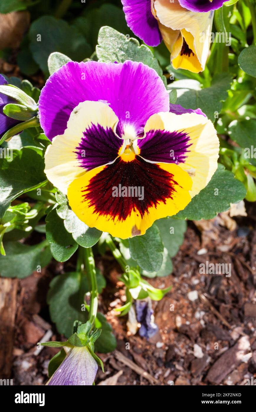 The garden pansy is a type of large-flowered hybrid plant cultivated as ...