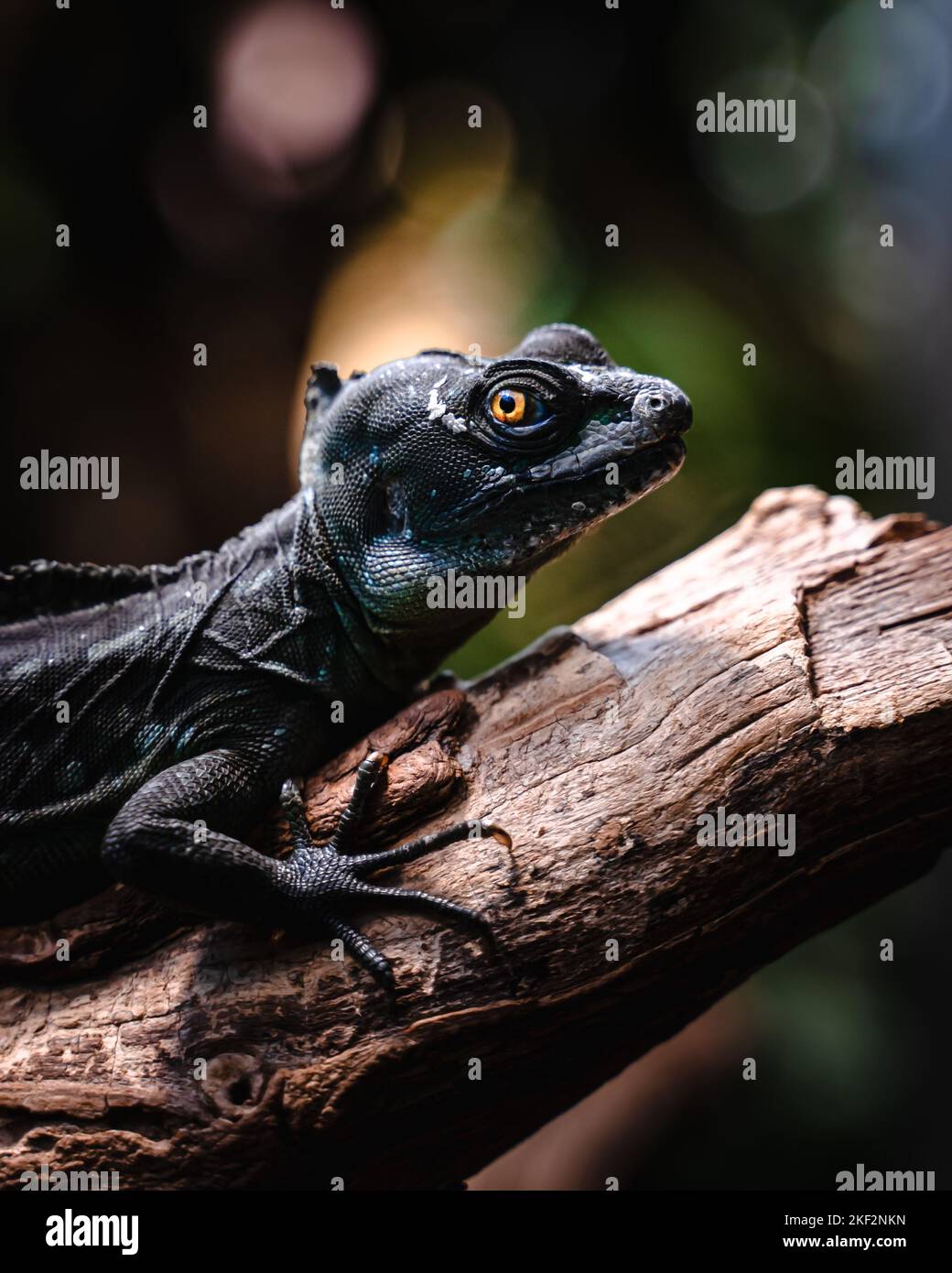 A close up of a Plumed basilisk (Basiliscus plumifrons) lizard on a ...