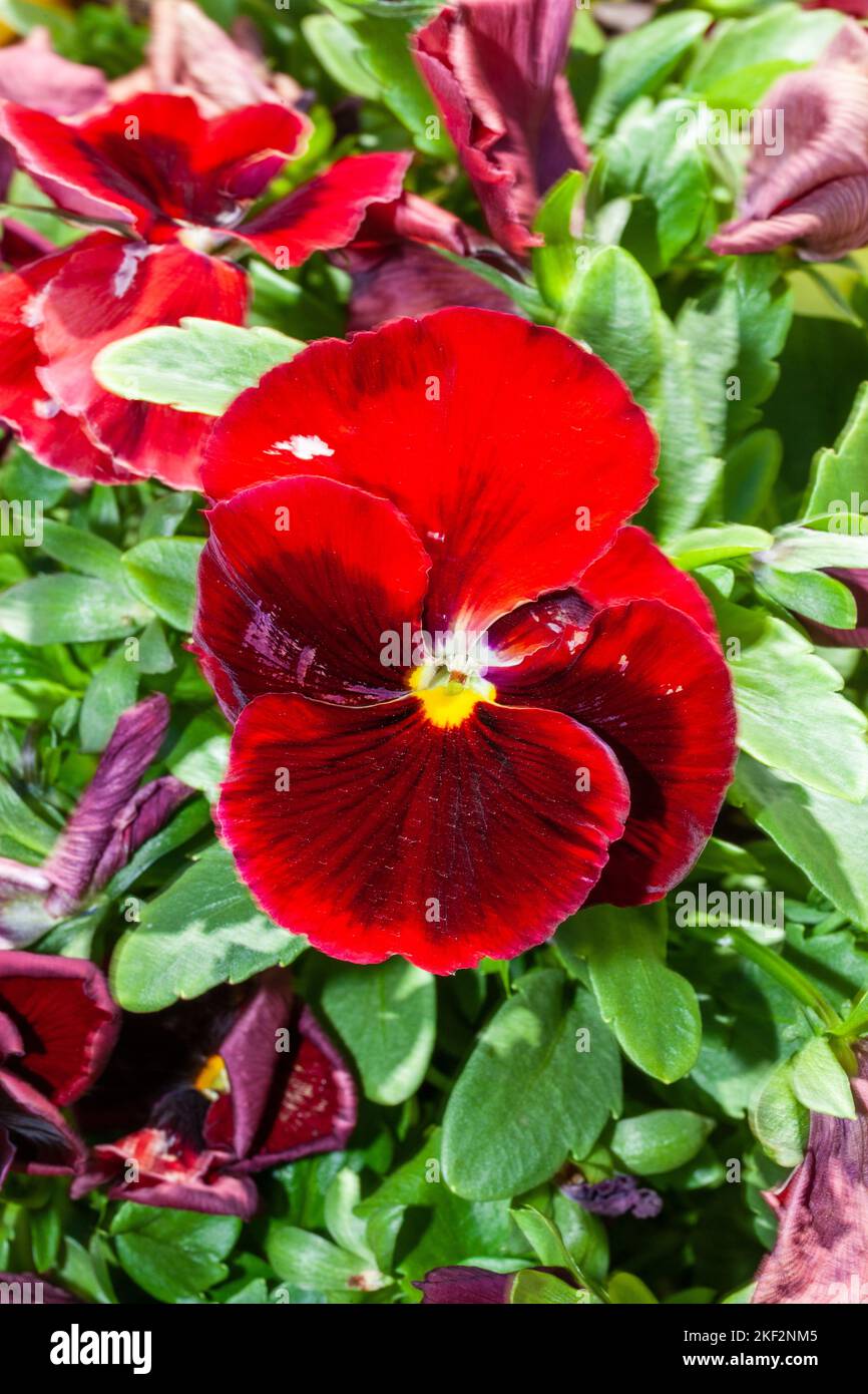 The garden pansy is a type of large-flowered hybrid plant cultivated as ...