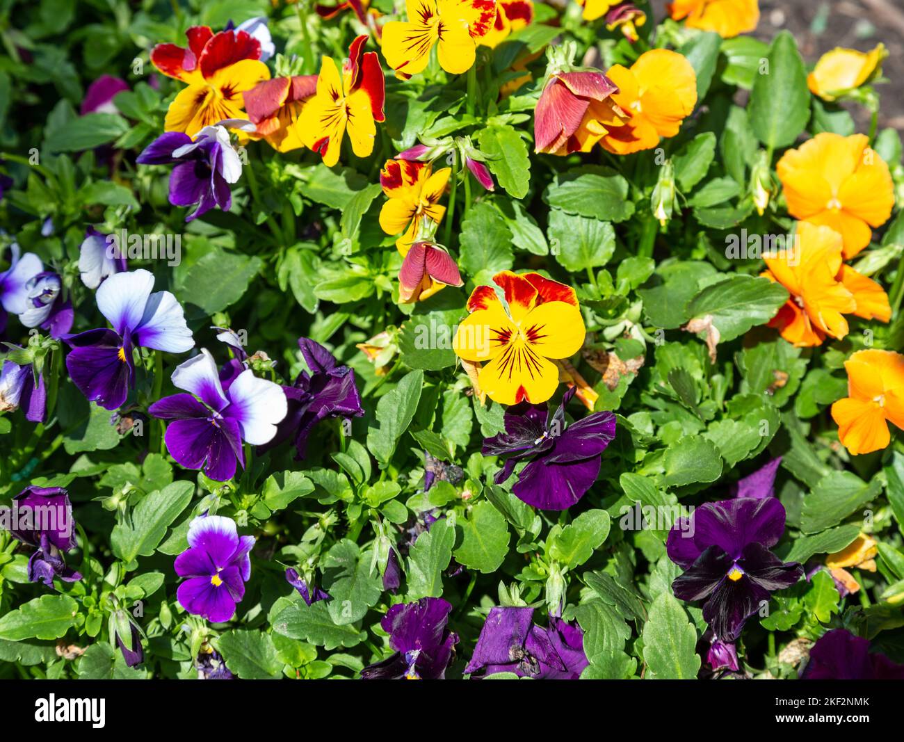 The garden pansy is a type of large-flowered hybrid plant cultivated as ...