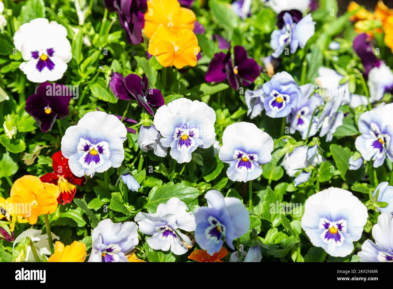 The garden pansy is a type of large-flowered hybrid plant cultivated as ...