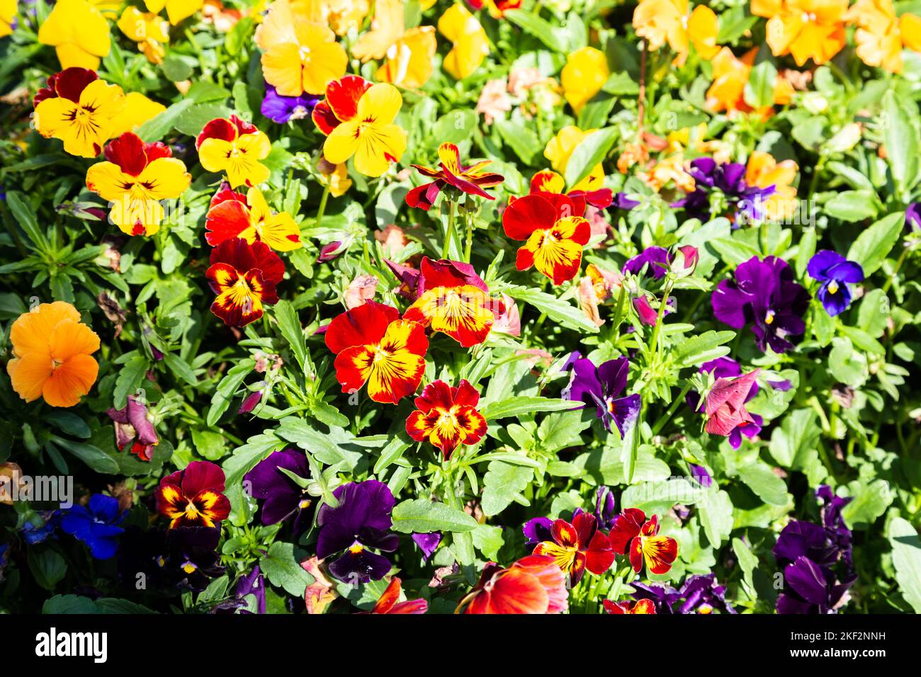 The garden pansy is a type of large-flowered hybrid plant cultivated as ...