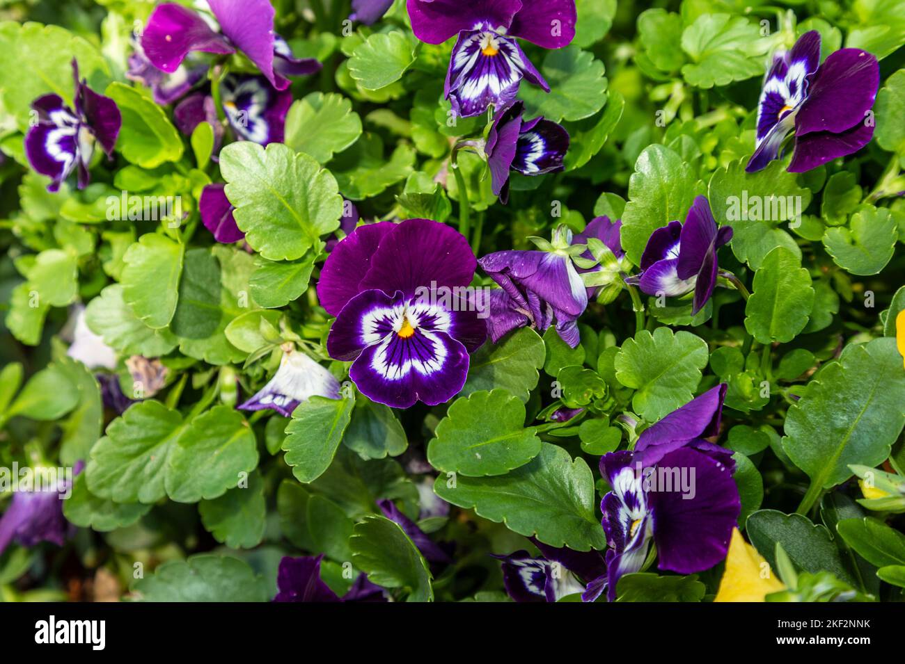 The garden pansy is a type of large-flowered hybrid plant cultivated as ...